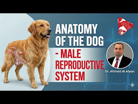 What Is The Reproductive System Of A Dog