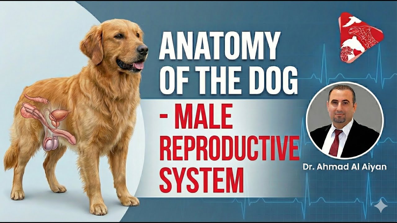 Anatomy of the Dog - Male Reproductive System - YouTube