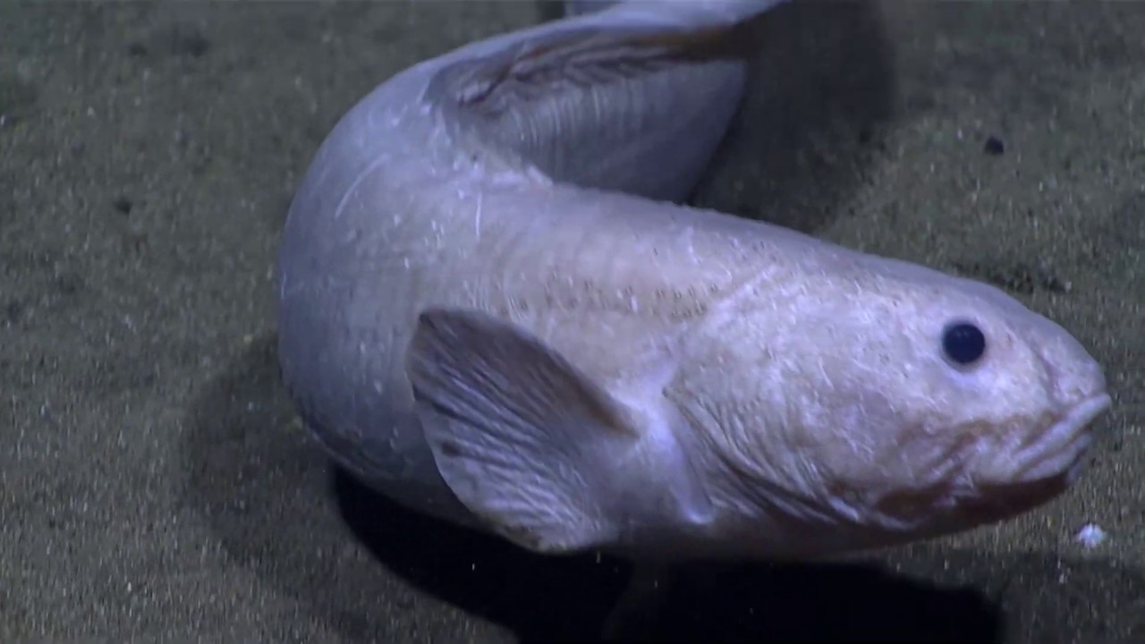 Hydrothermal Vent Eelpout Fish