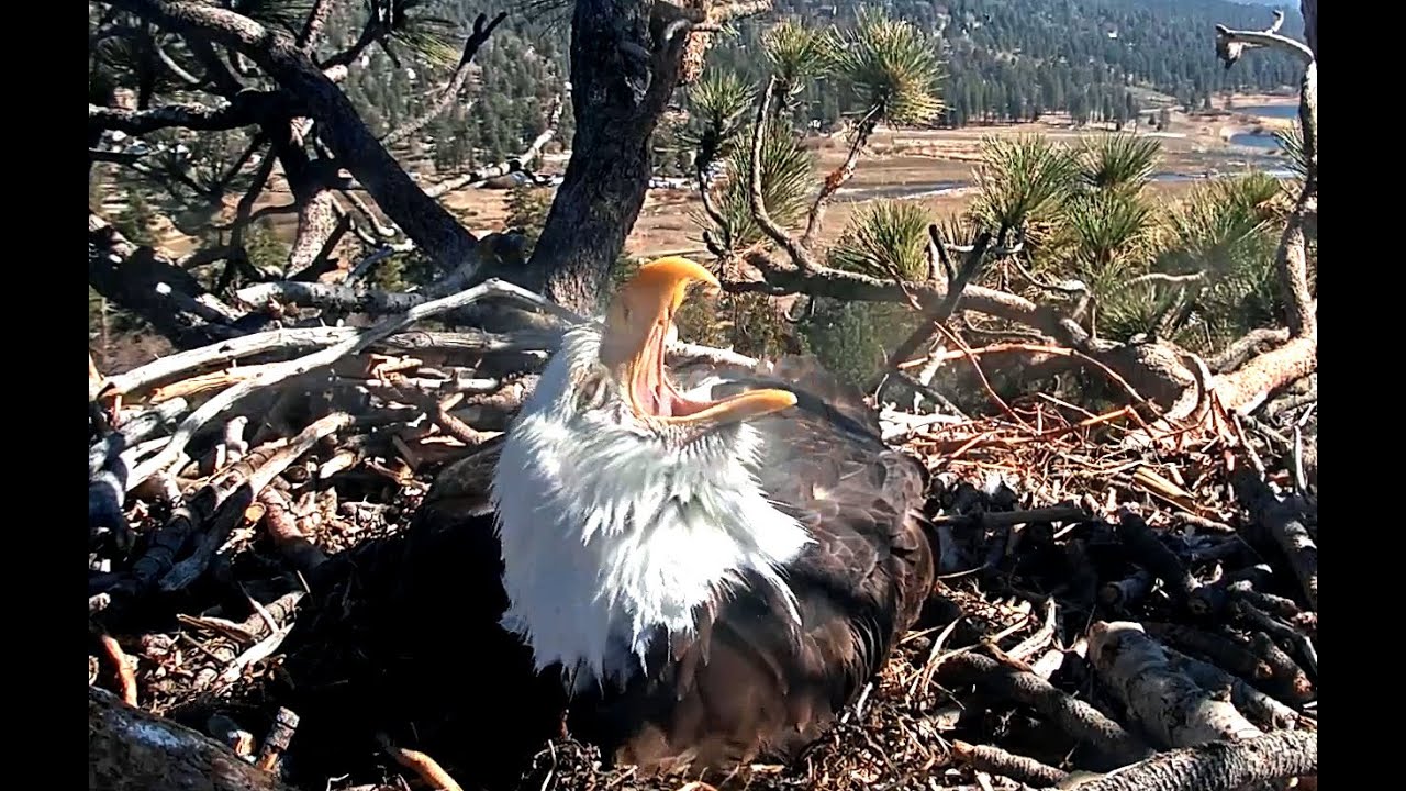 Crop Drop Up Close, Thank You Jackie! 🤗2-20-21 Big Bear Eagles - YouTube