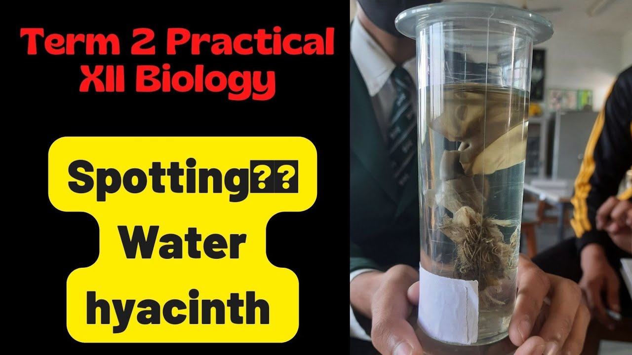 Spotting for Term-2|Biology Practical |Class 12th ||Hydrophytes |Sonia ...