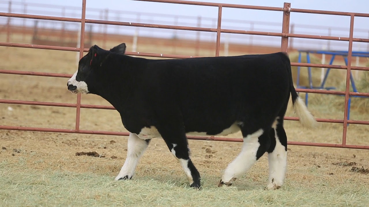 Stelzer Y64 - YouTube