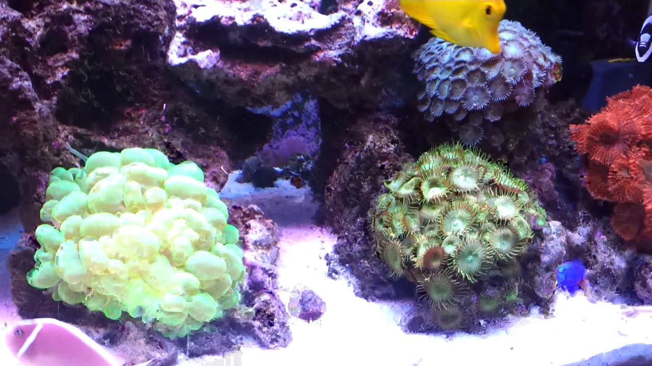 My tank look after add phosphate reactor - YouTube