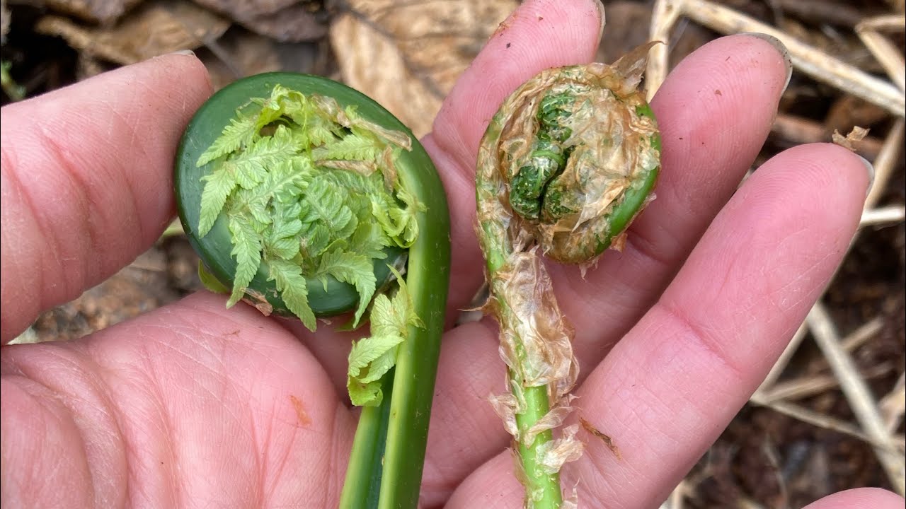 What’s the difference between an ostrich fern and a wood fern ...