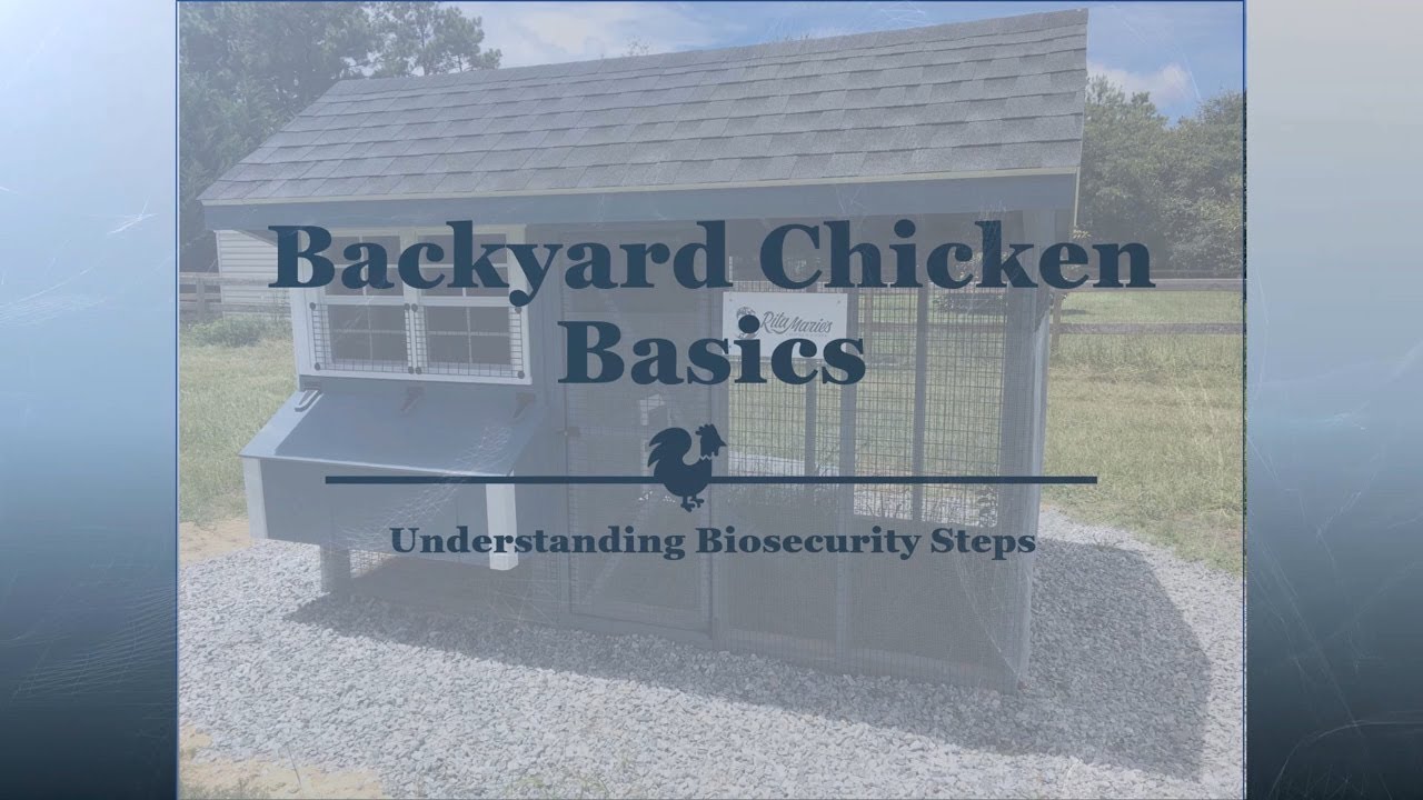 Backyard Chicken Basics: Understanding Biosecurity Steps - YouTube
