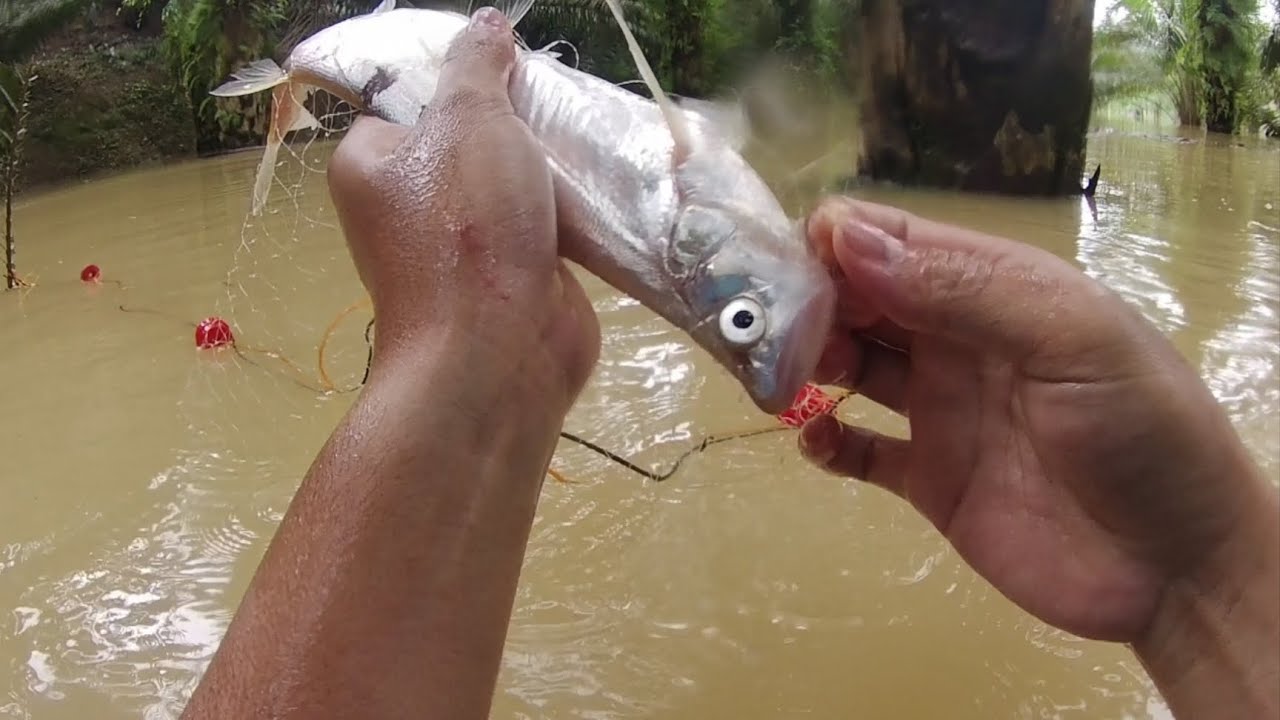 Ikan Parang Sudi Langgar Jaring Lagi 🐟💨 || MACHETE FISH || (Part 1 ...