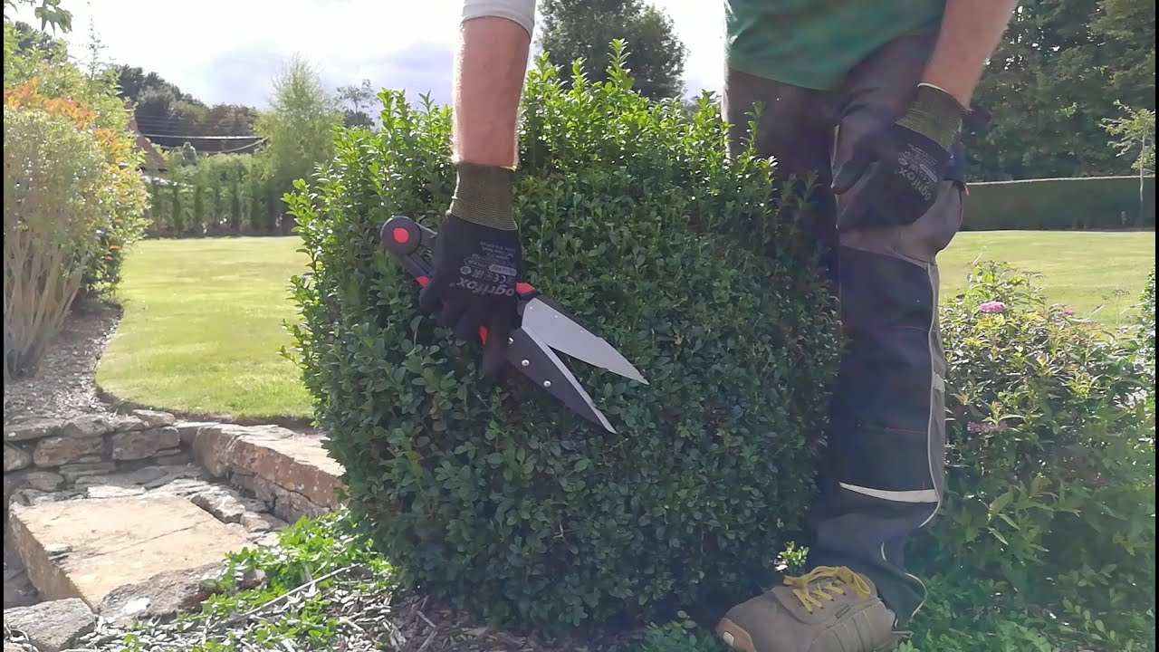 Trimming Topiary Ball With HAND SHEARS - YouTube