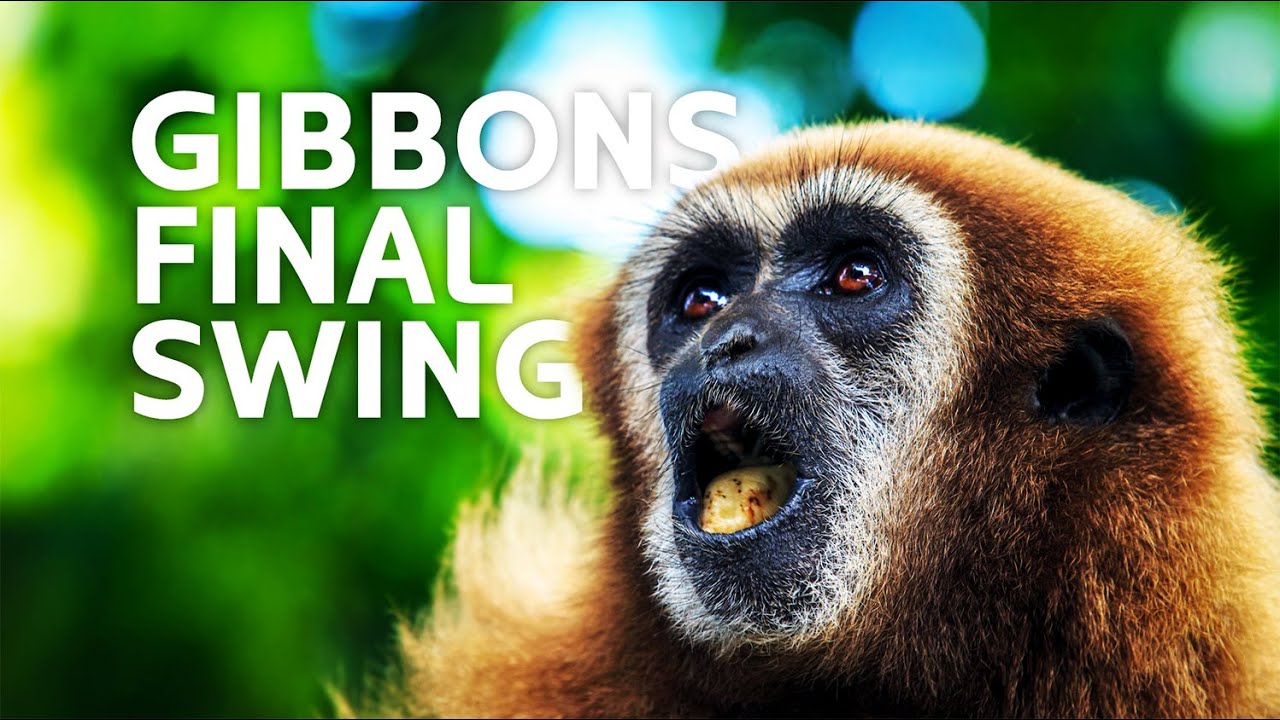 Gibbons on the Brink: The Fight to Save Asia’s Acrobatic Apes - YouTube