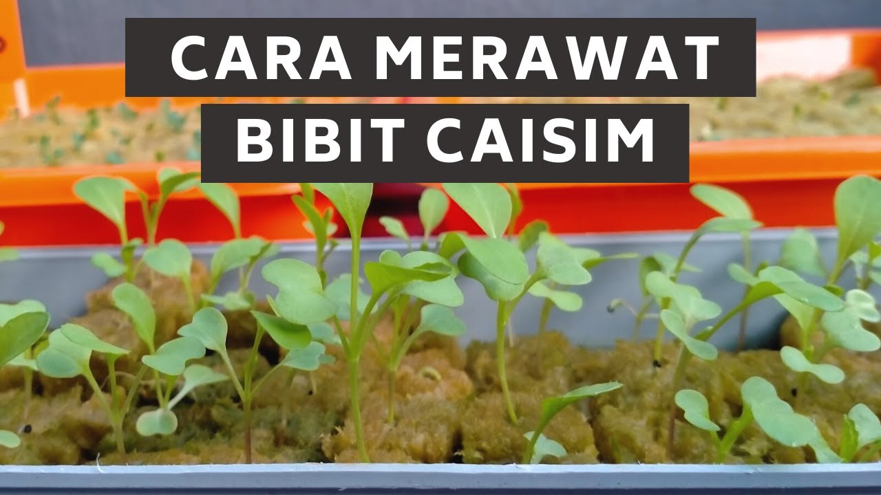 Cara Merawat Bibit Cai Sim - YouTube