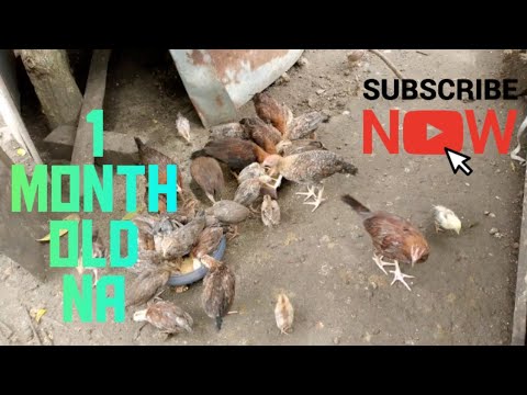 Bulik at Gull Breed malalaki na - YouTube