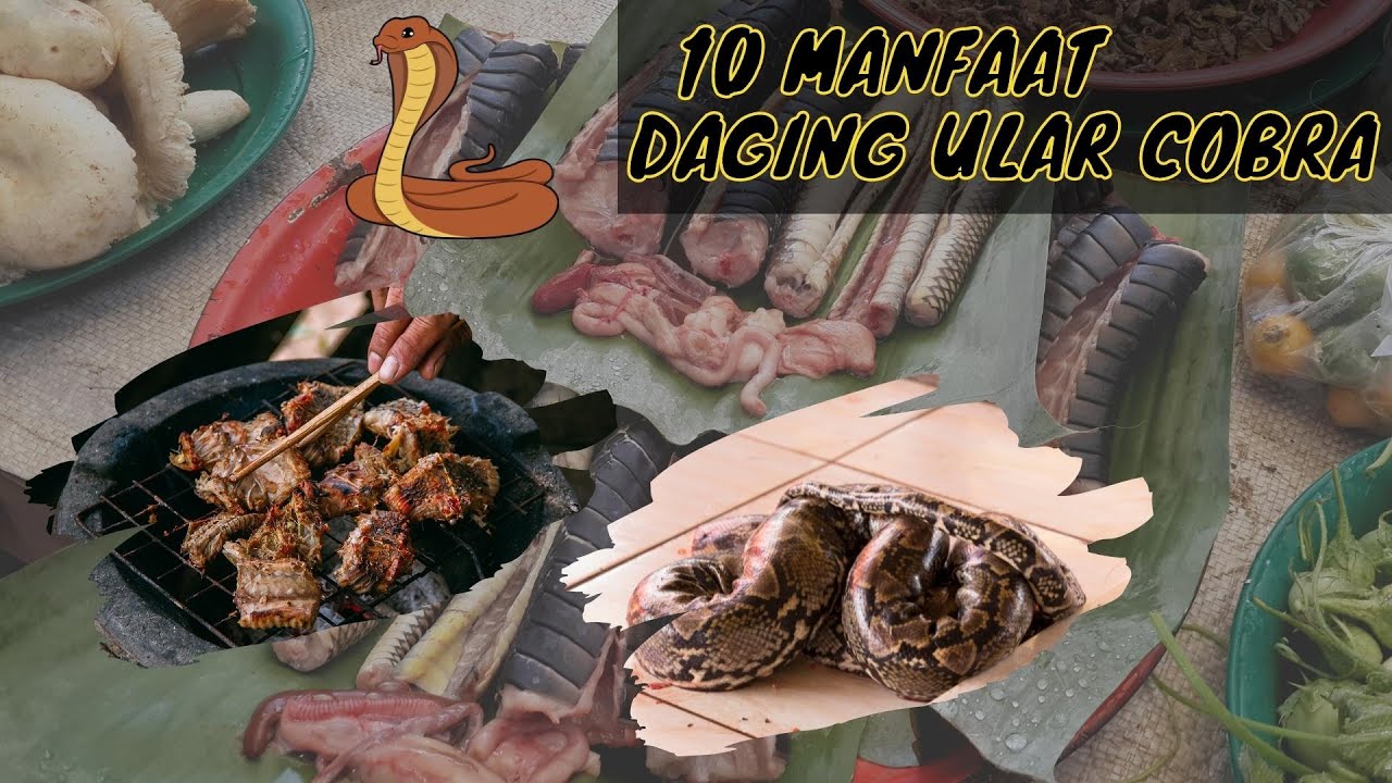 9 MANFAAT DAGING ULAR COBRA UNTUK KULIT DAN KESEHATAN - YouTube