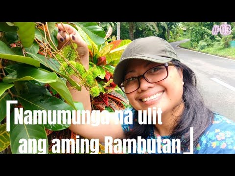 Wow! Namumunga na ulit ang aming Rambutan.. Super excited na ulit matikman ang masarap na bunga ...