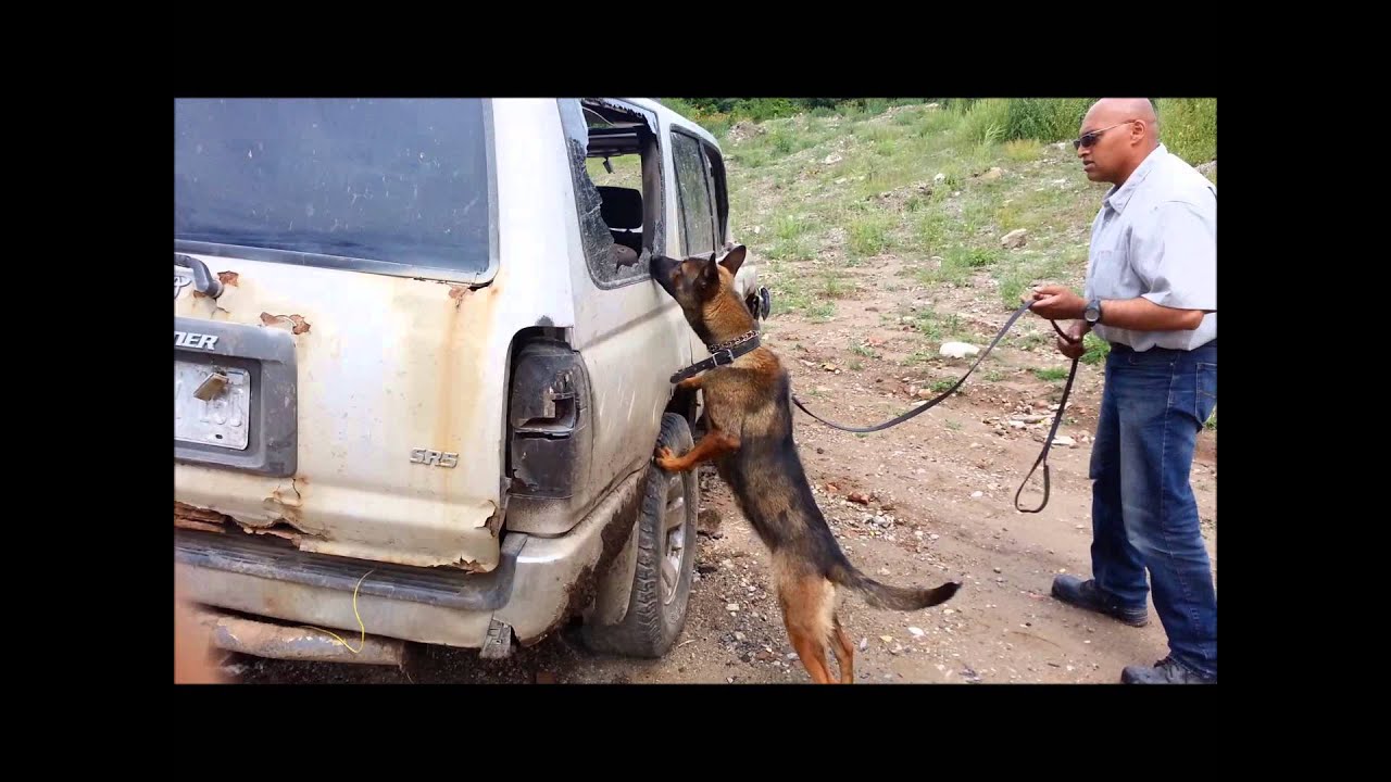 How a Protection Dog is doing a vehicle search -BlackTracks K9 Malinois ...