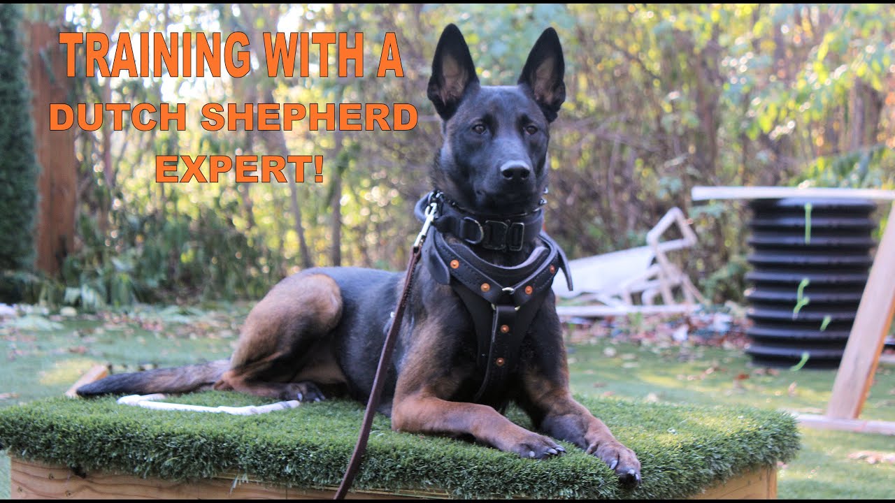 Dutch Shepherd Training: WarMachine on 9/12/21 - YouTube