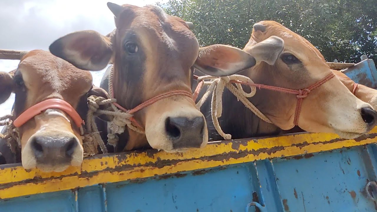 cow unloading | cow videos | caw | cow ki video | big cow farm | cow ...