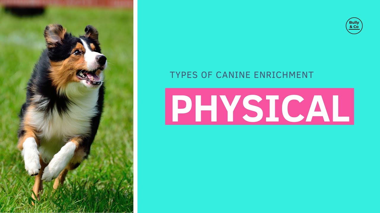 Physical Enrichment for Puppies & Senior Dogs #dogenrichment # ...