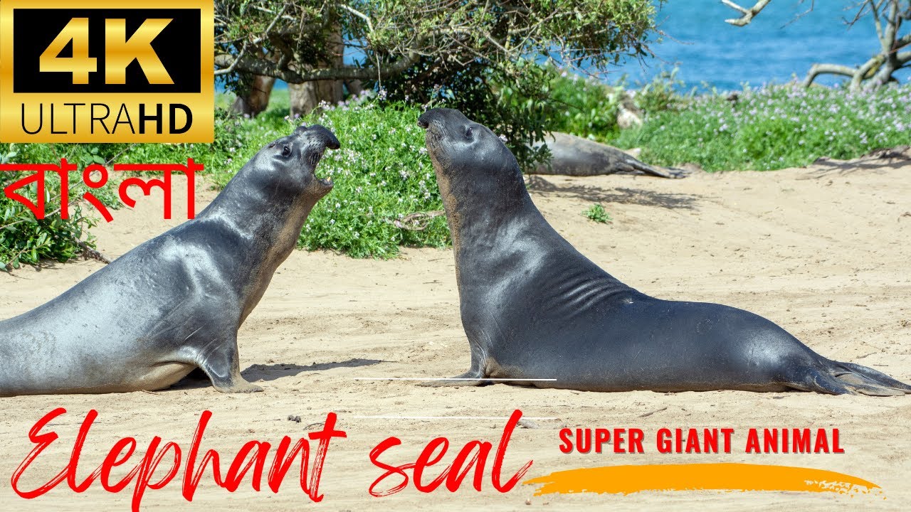 Elephant Seal I Long Proboscis l Super Giant Animals l - YouTube
