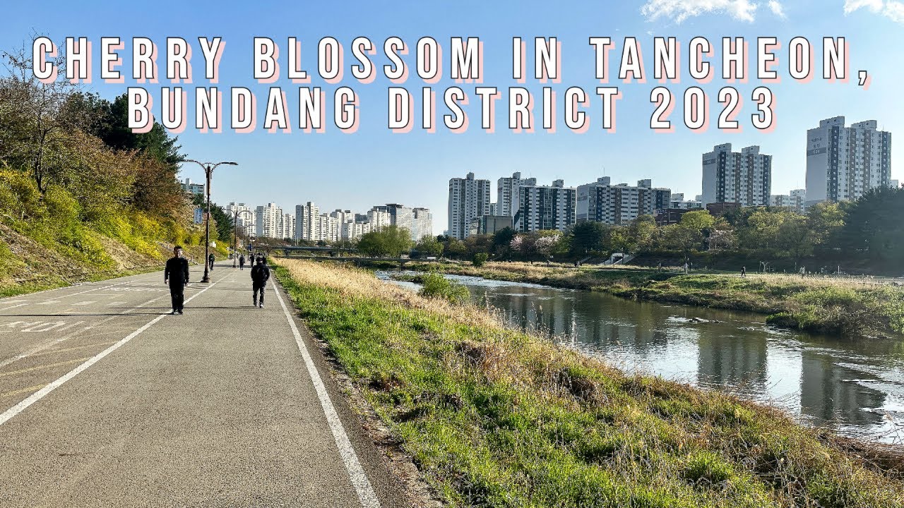 [5K Seoul Riding] Cherry Blossom in Tancheon, Bundang District 2023 ...