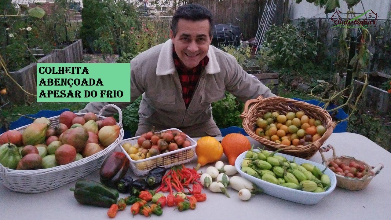 Colheita Orgânica & Abençoada Apesar do Frio / Organic Harvest ...