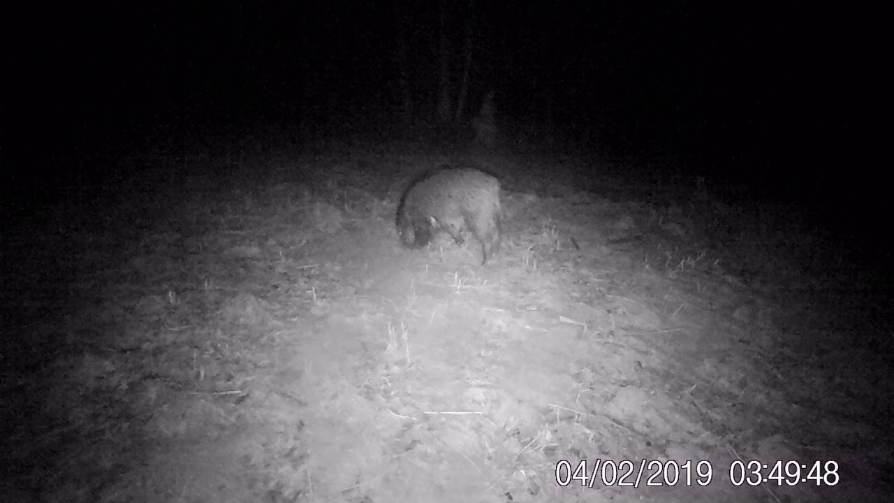 Trail Camera 02/2020 Wild boar at night - YouTube
