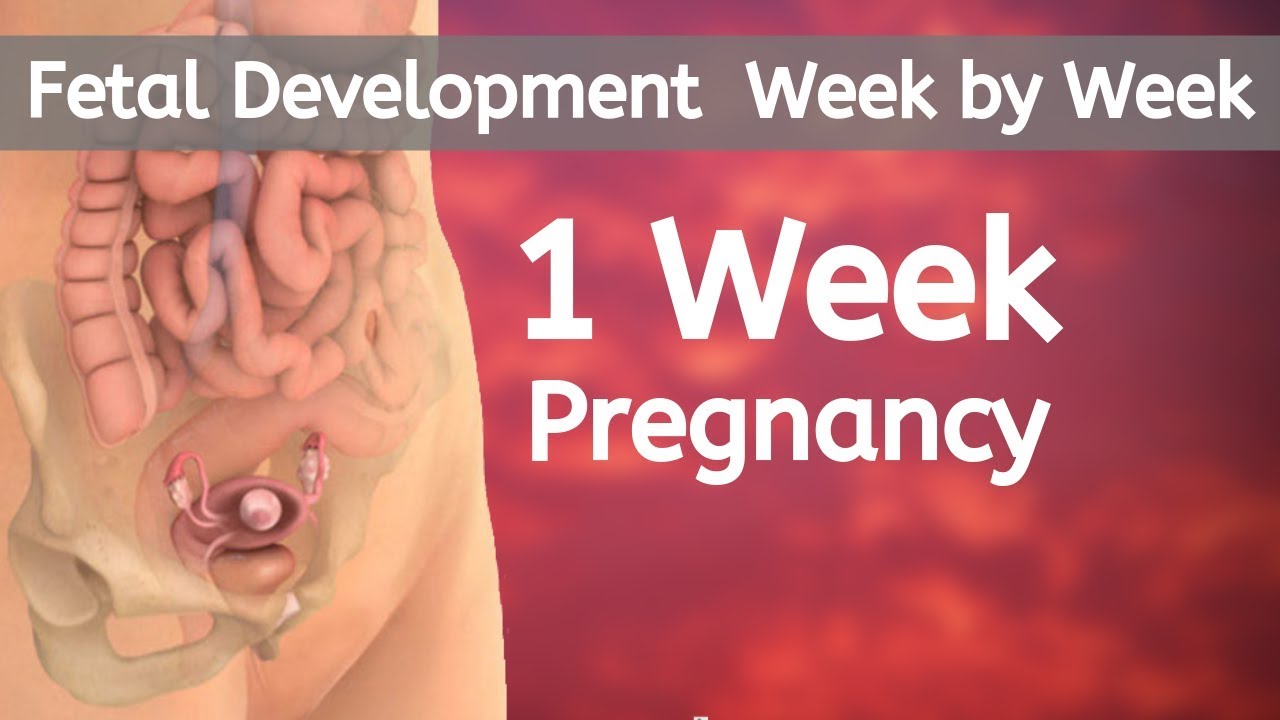 1 Week Pregnant | Fetal Development | Fetal Development Week by Week ...