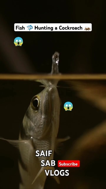 Cockroach 🐡 Hunt | #ytshorts #hunting - YouTube