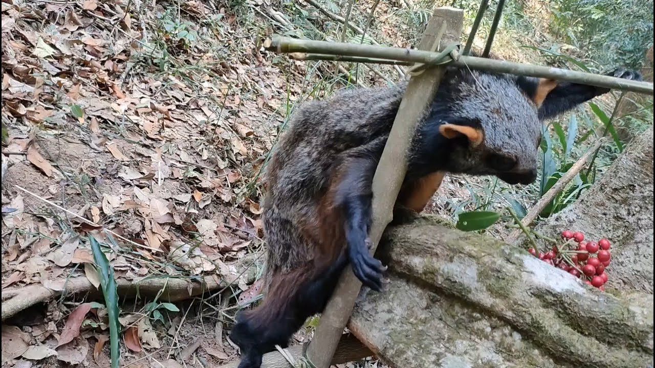 Wild Trap: Create an amazing trap to catch squirrel - YouTube