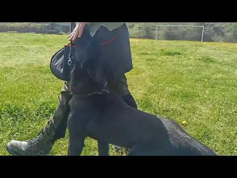 TEMEL İTAAT EGİTİMİ DERS-1 & HOLLANDA DUTCH  SHEPHERD (CESUR)