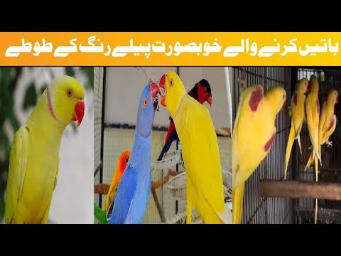 Alexandrine Parrot Natural Voice Yellow Alexander Breeding Talking ...
