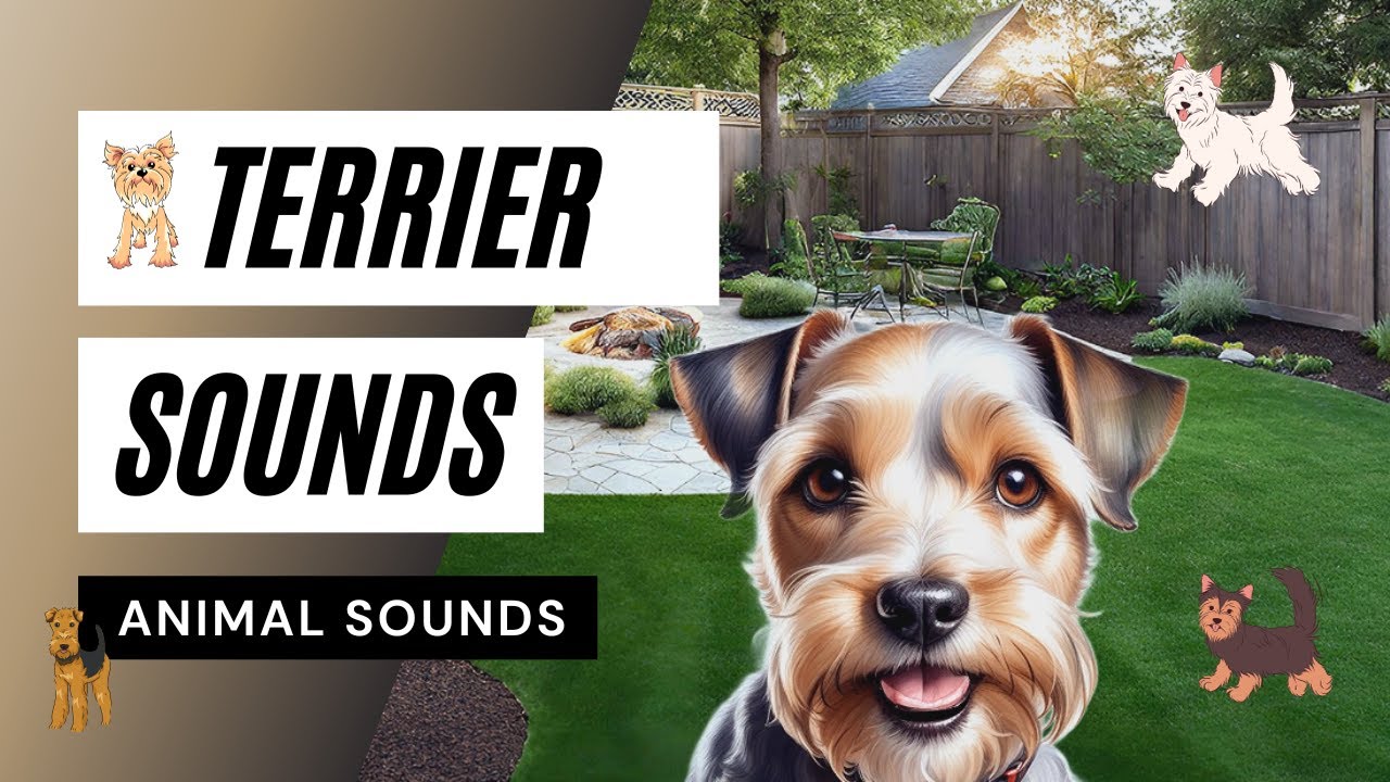 Animal Sounds: Terrier Sounds - sounds that tilt 🐕dogs head ~ sounds ...