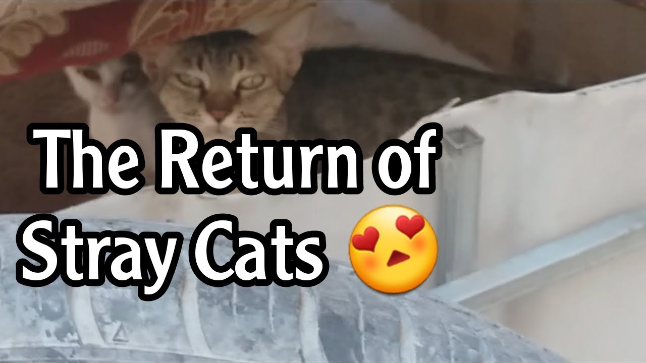 The Return of Stray Cats to thier Nest After Long Days / Feeding Stray ...