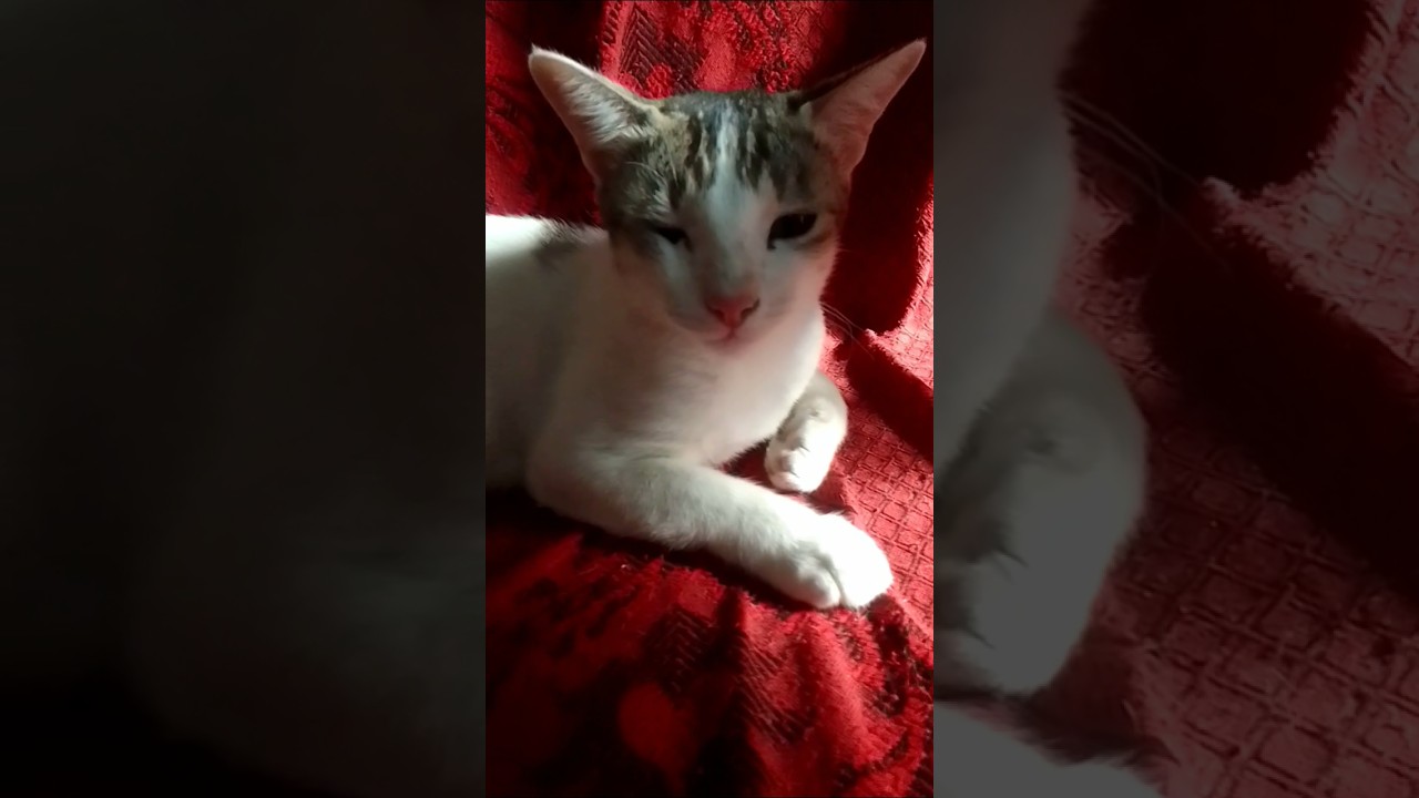 my coco cat #shorts Realtime YouTube Live View Counter 🔥 — Livecounts.io
