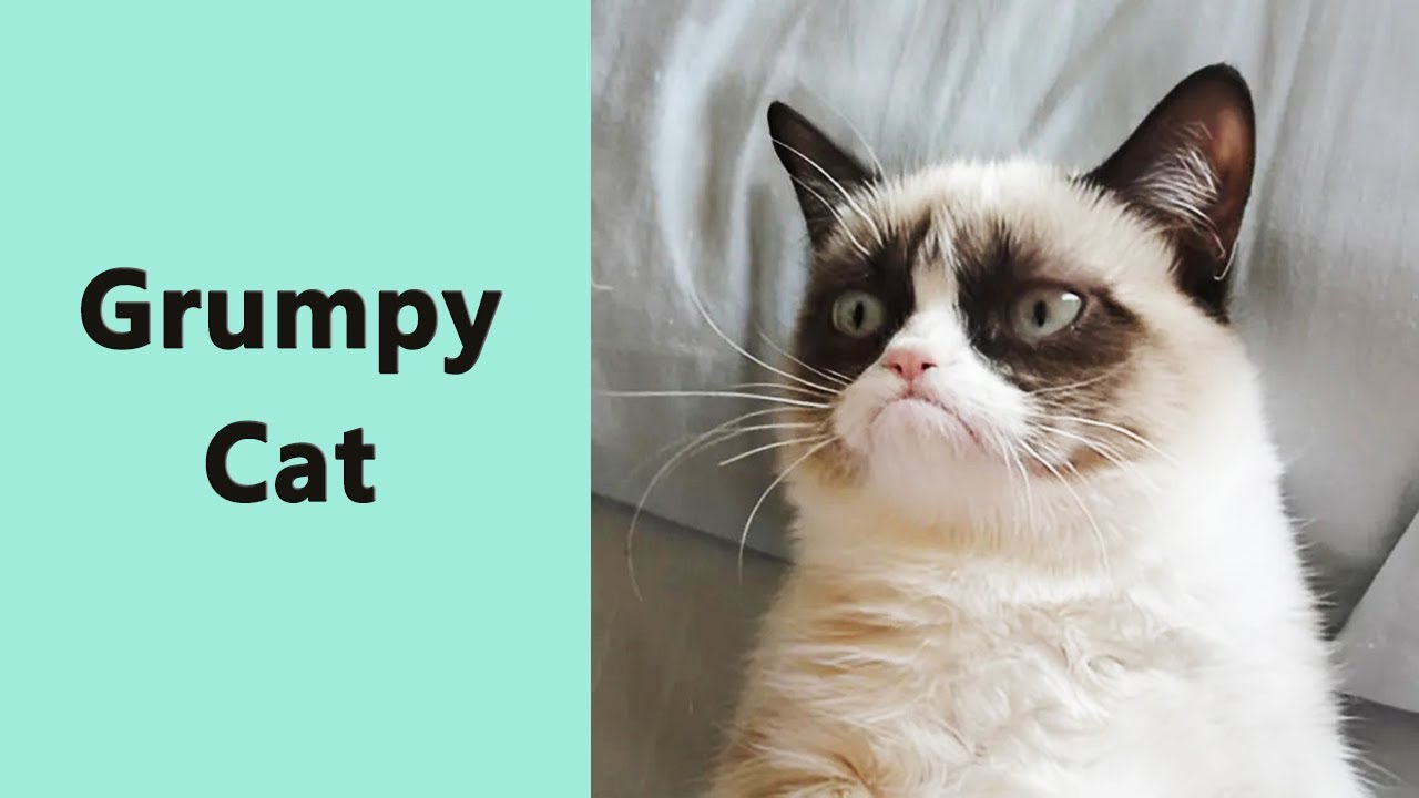 40 Internet Famous Cats That Took the World by Storm - YouTube
