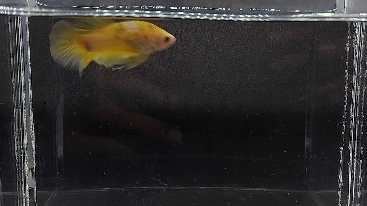 ikan cupang giant male yellow BO4.5CM - YouTube