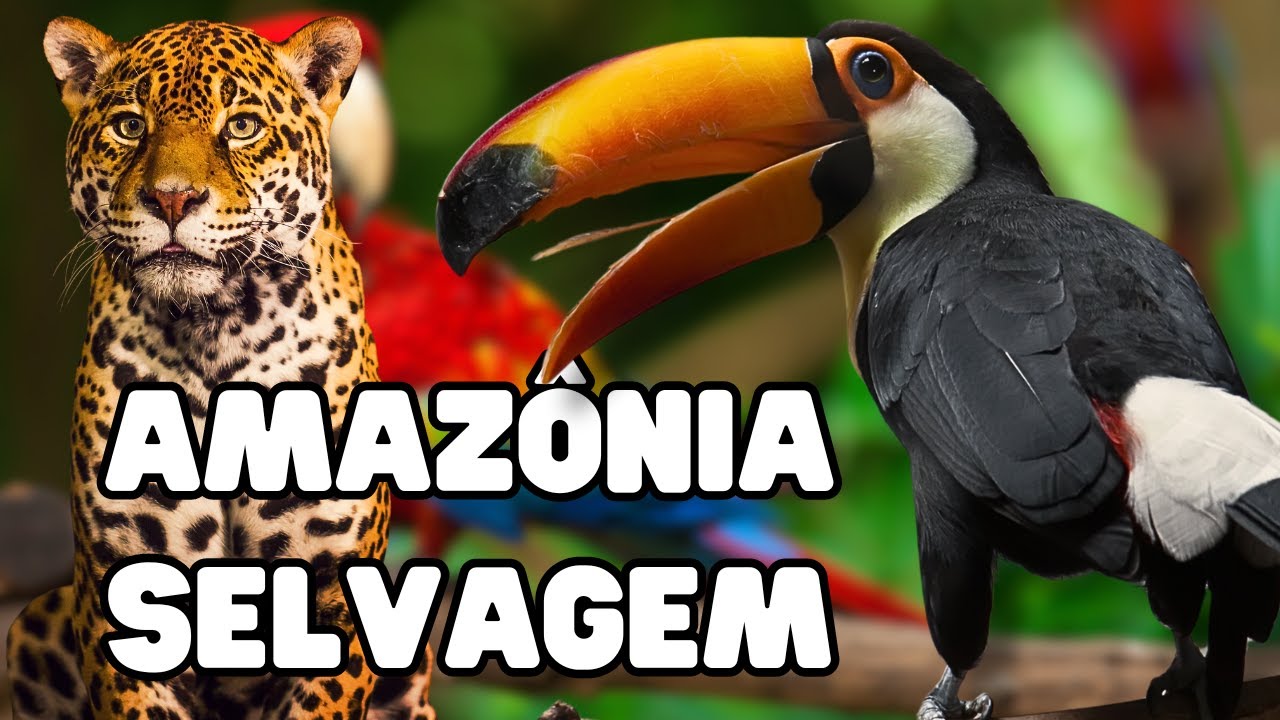 AMAZÔNIA SELVAGEM - Documentário - ANIMAIS DA AMAZÔNIA - Vida Selvagem ...