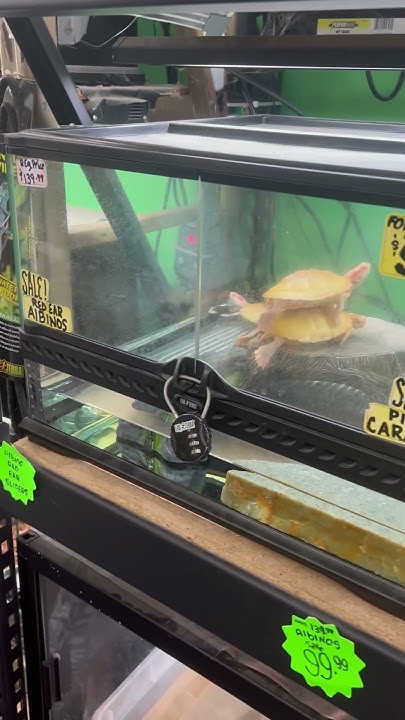 Peanut butter ball python and albino red ear sliders - YouTube