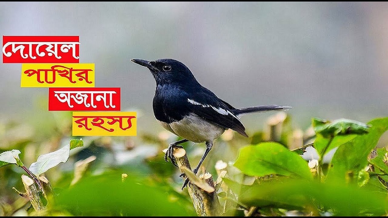 দোয়েল পাখি | দোয়েল পাখির অজানা রহস্য | dowel pakhi | dowel ...