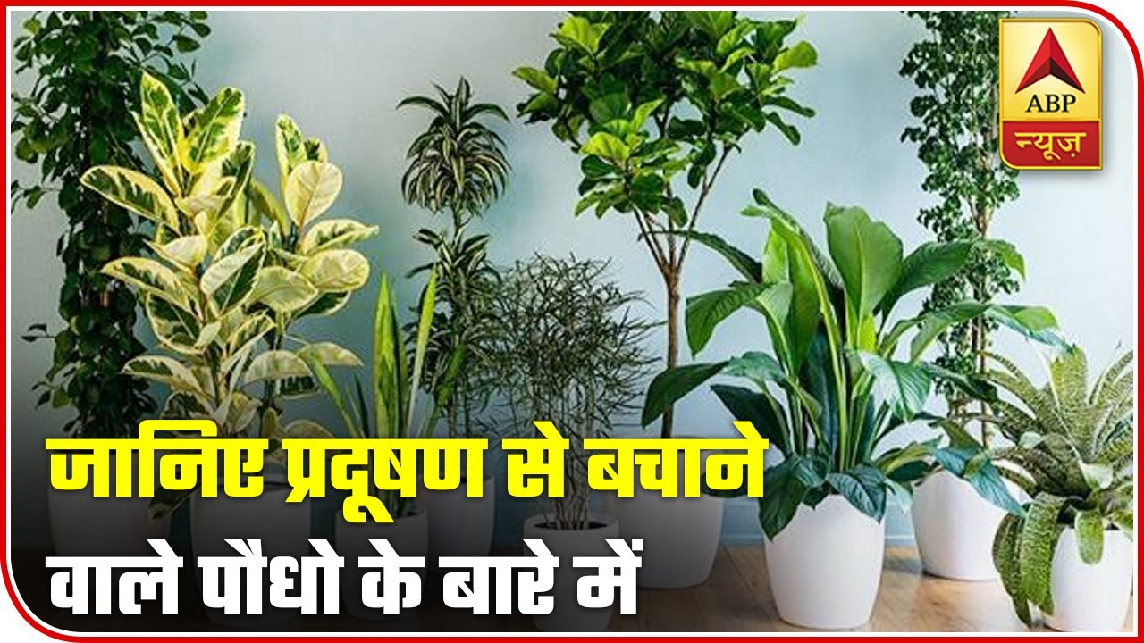 These Plants Fight Pollution And Improve Air Quality | ABP News - YouTube