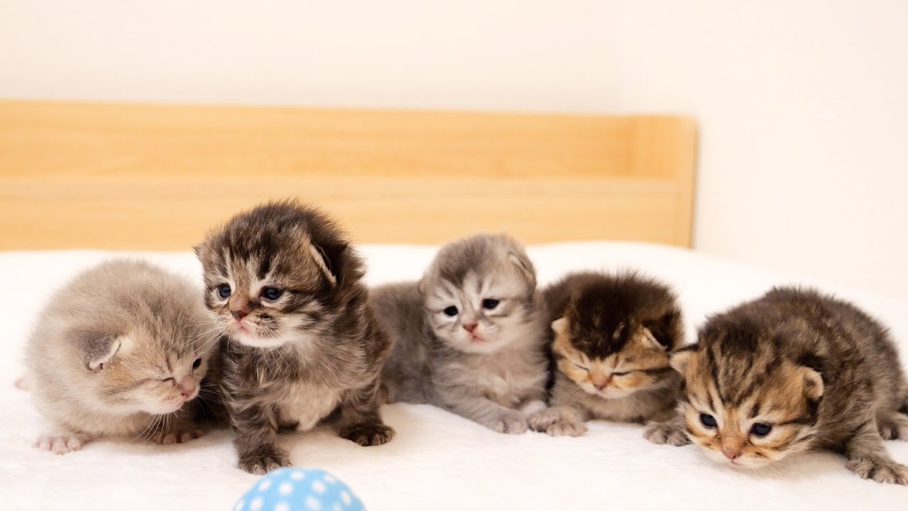 [Report] The names of the five kittens have finally been decided! - YouTube