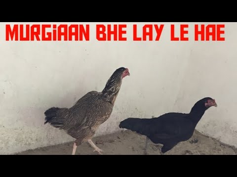 murgiaan bhe lay le hae - YouTube