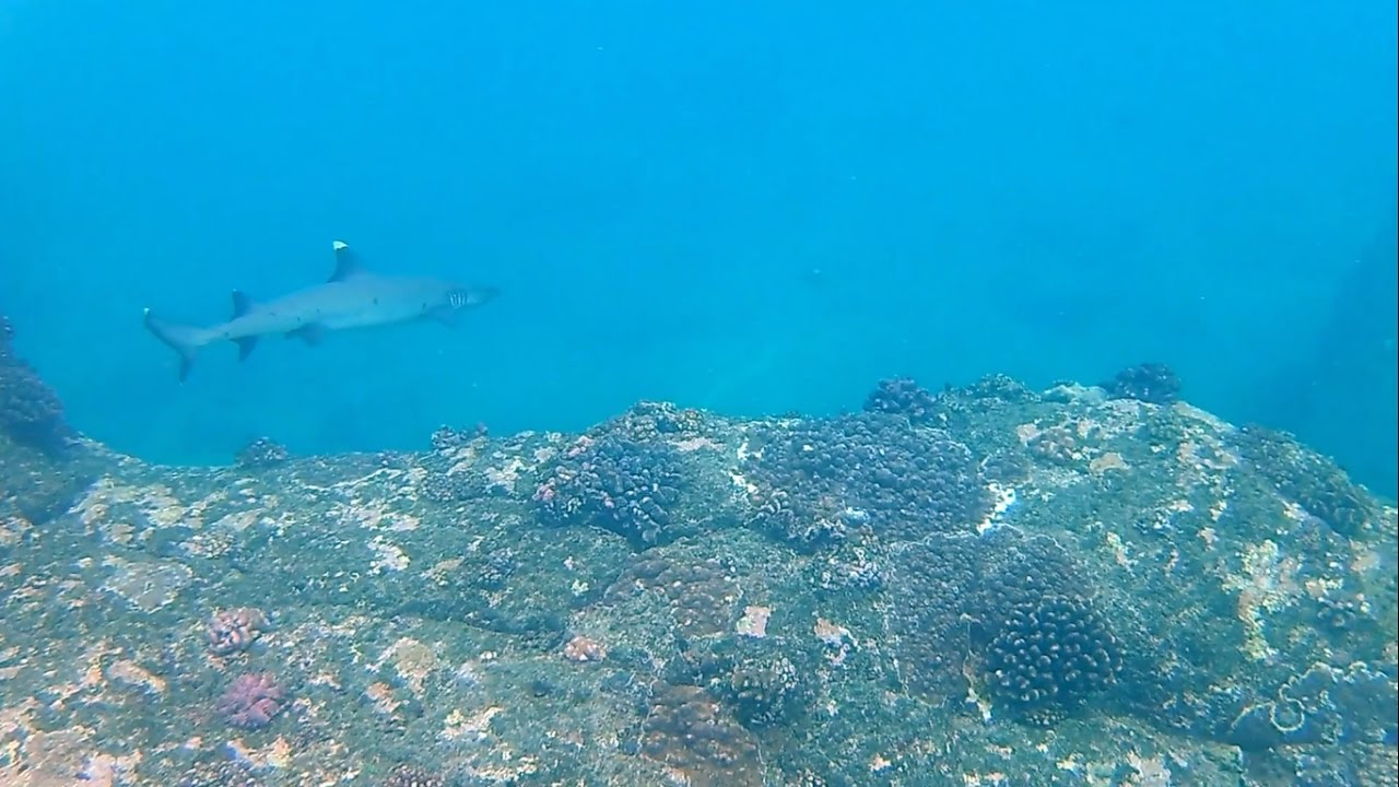 Freediving Mauritius spot shark at light house - YouTube