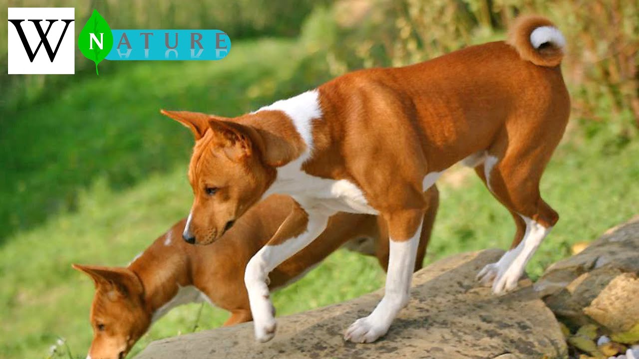 BASENJI | WikiNature 🍃 - YouTube