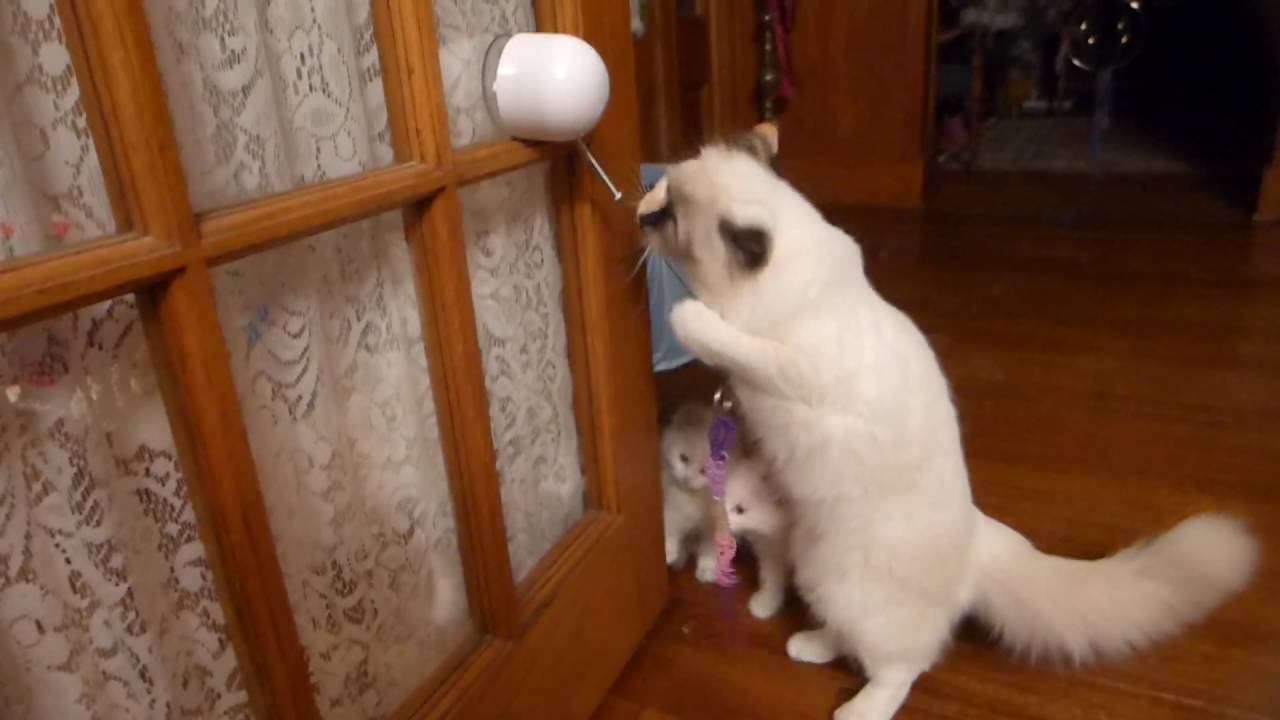 How kitten play in their room - YouTube
