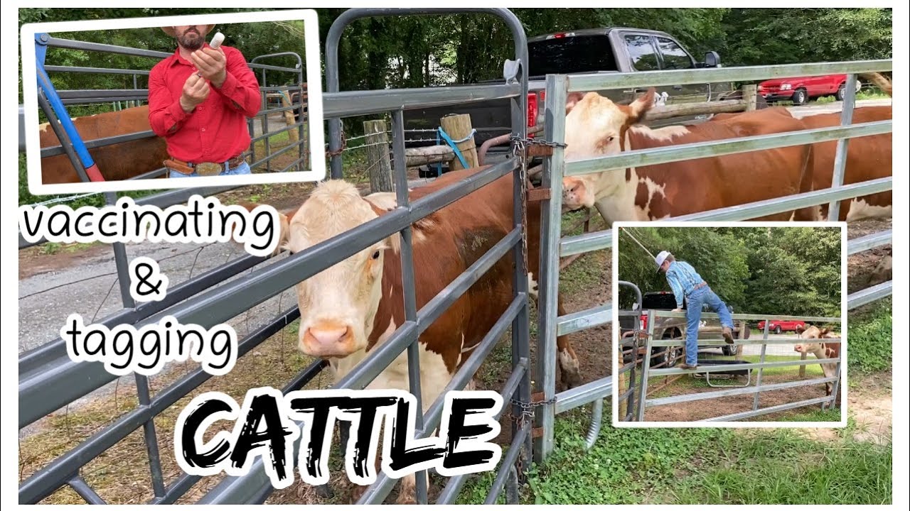 Fly Control for Cattle - YouTube