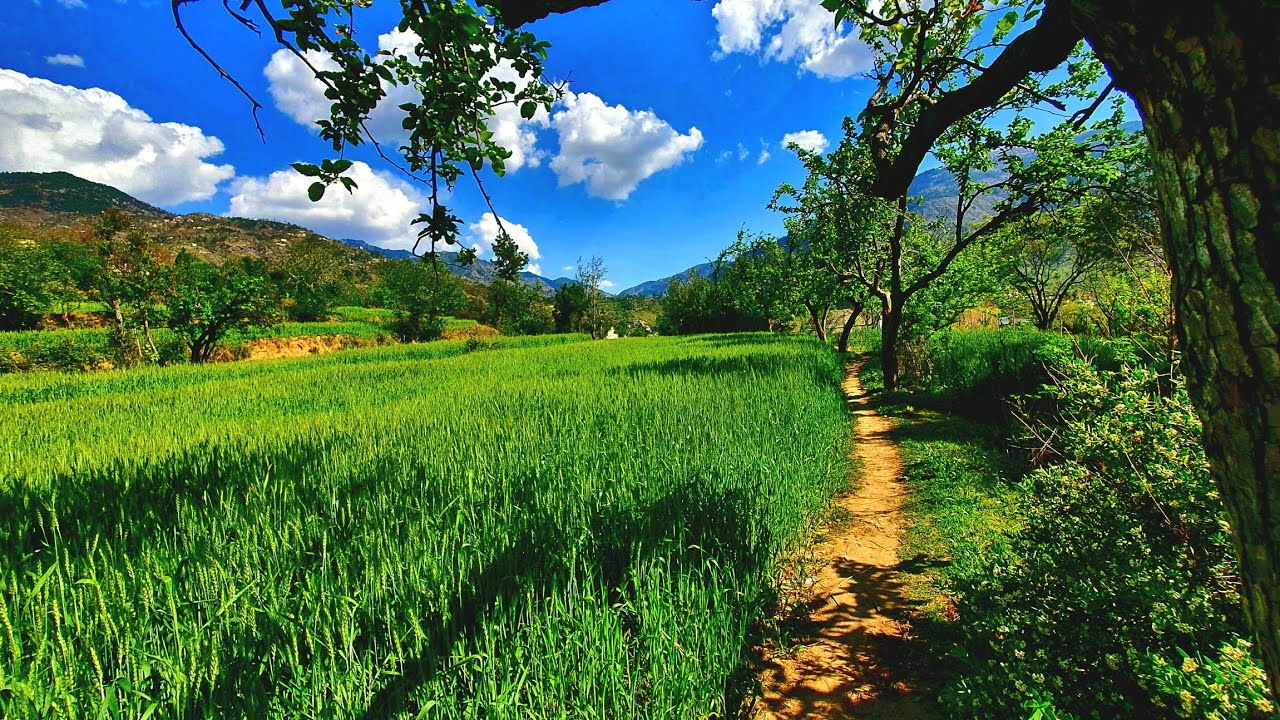 beautiful view of kokarai swat dhery Nice greenery mountain and sky ...