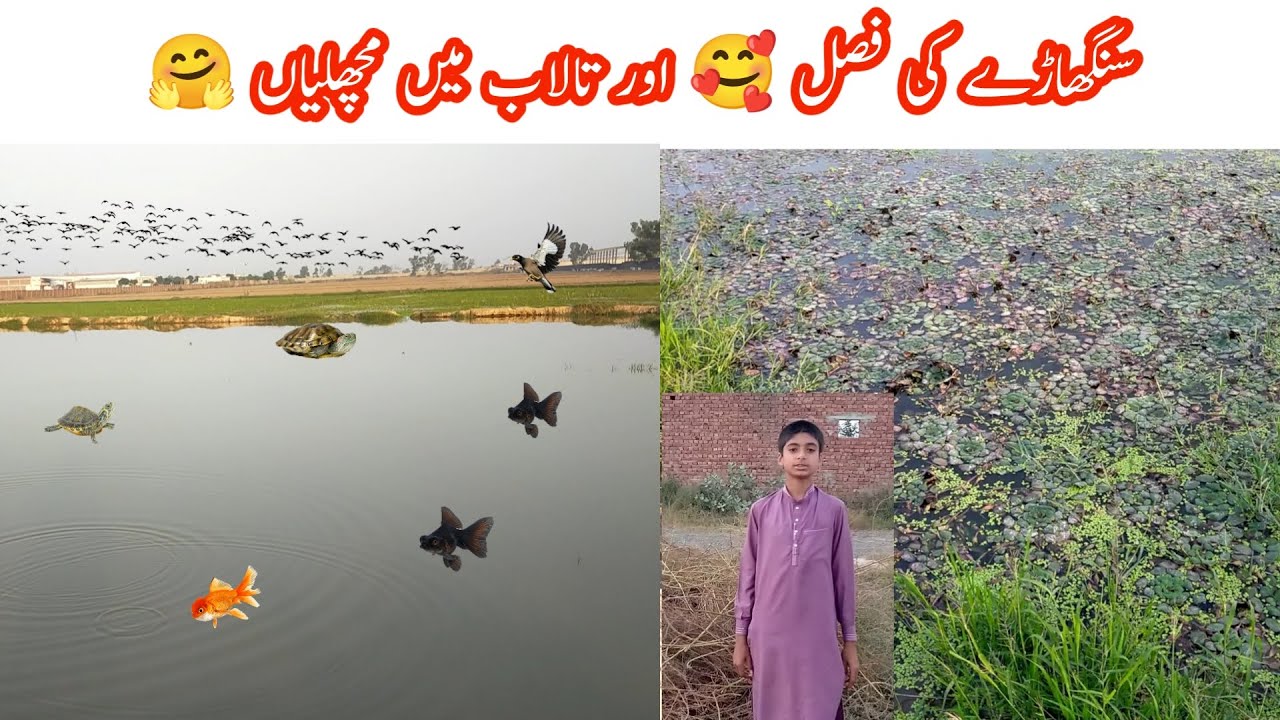 Talaab main fishes🤗/pets with ukasha - YouTube