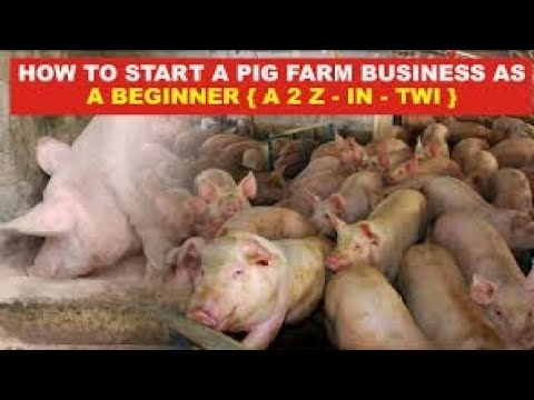 How to Start and Manage a Pig Farm #pigfarm #farmlife #piggery - YouTube