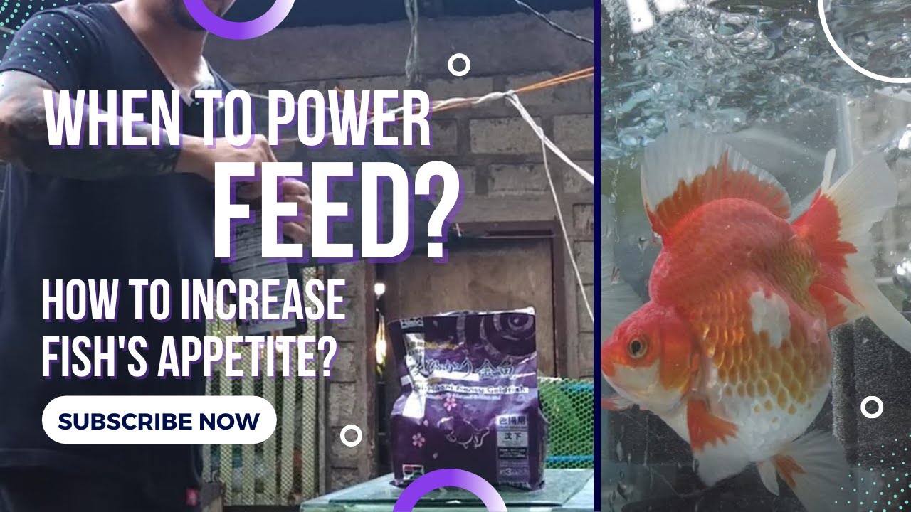 When to Power Feed? How to Increase your Fish's Appetite? - YouTube