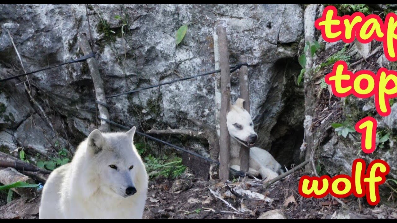 How to make the most amazing wolf trap.great trap idea - YouTube