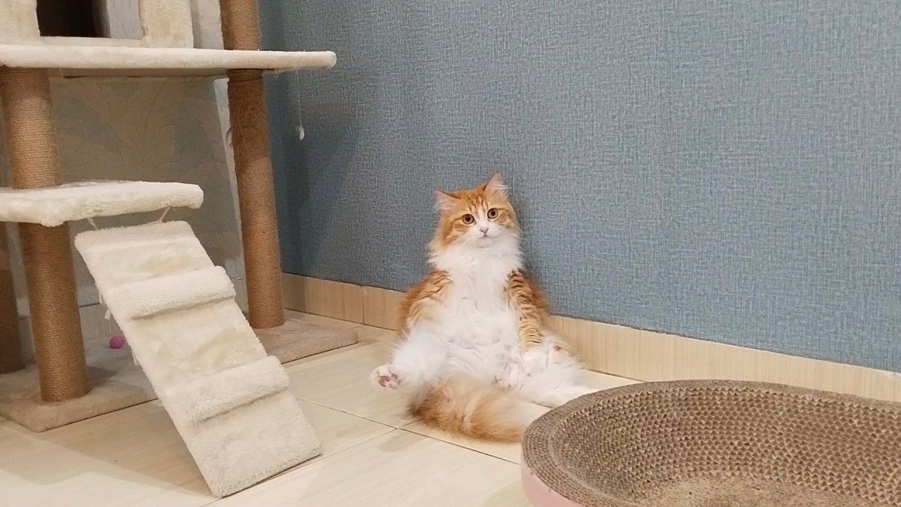 KELUCUAN KUCING-KUCING YANG BIKIN MOOD NAIK! - YouTube